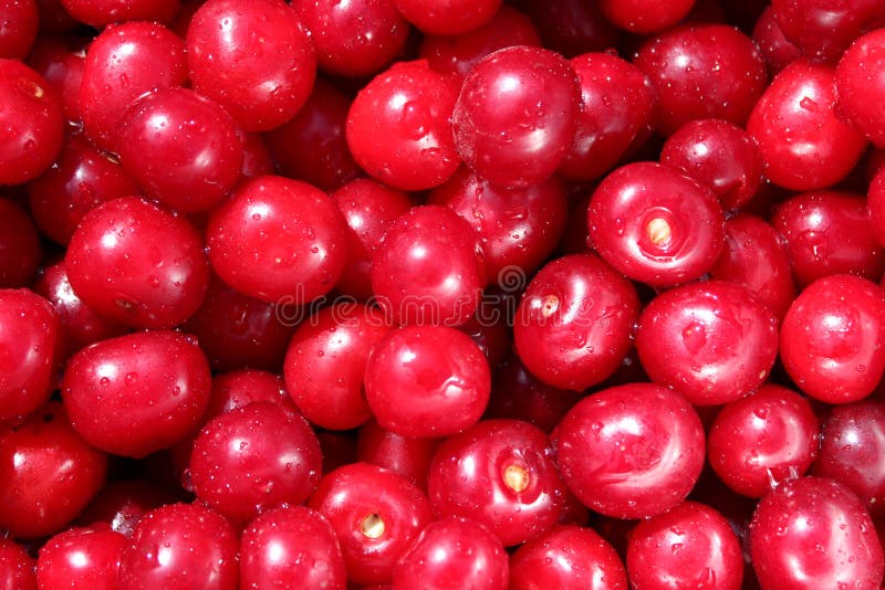 Red ripe cherry berries stock image. Image of leaf, harvest - 67849009