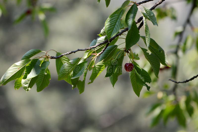 Red Ripe Cherry on a Branch Stock Photo - Image of nature, green: 341441096