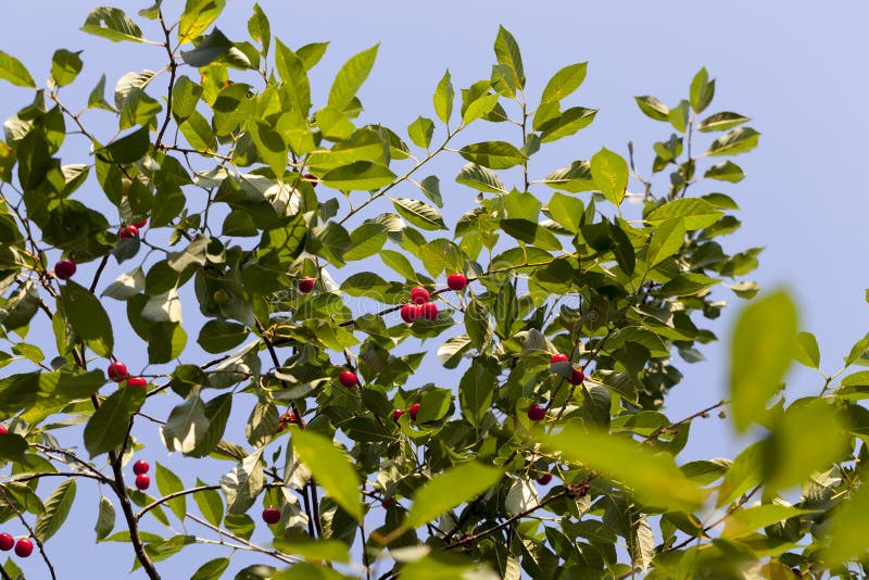 Red Ripe Cherry on the Branches of a Cherry Fruit Tree Stock Image ...