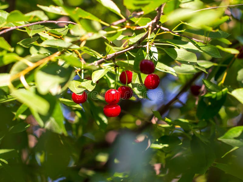 Red Ripe Cherry on the Branches of a Tree Stock Photo - Image of tree ...