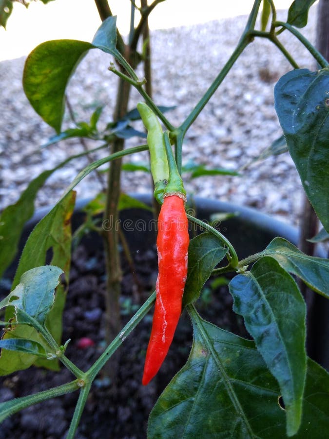 This is Red Ripe Chili Fruit. Stock Image - Image of green, chili ...