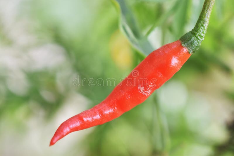 Red & ripe chilli stock photo. Image of ripe, vegetables - 171468658