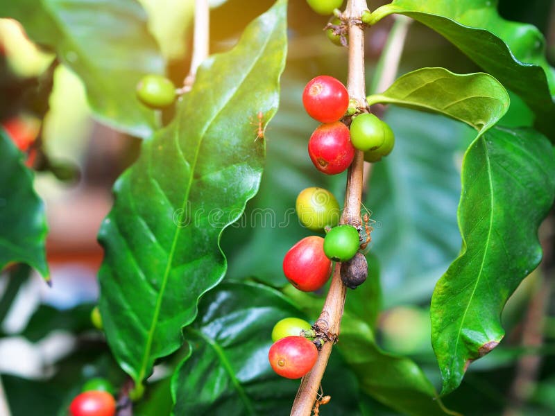 Red Ripe Coffee Beans Berries on Tree. Stock Photo - Image of growth ...