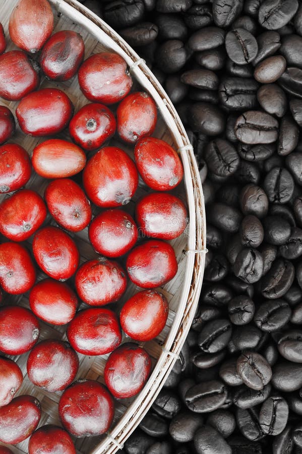 Red Ripe Coffee on Coffee Beans Backgournd Stock Photo - Image of close ...
