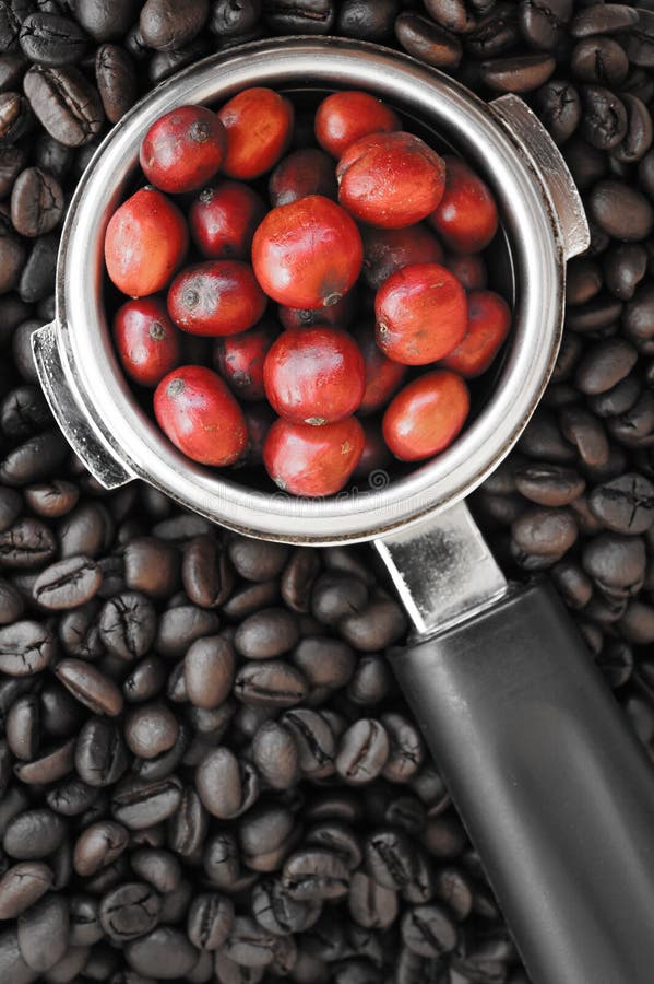 Red Ripe Coffee on Coffee Beans Backgournd Stock Image - Image of close ...