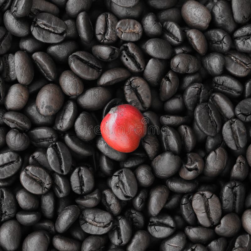 Red Ripe Coffee on Coffee Beans Backgournd Stock Photo - Image of flora ...