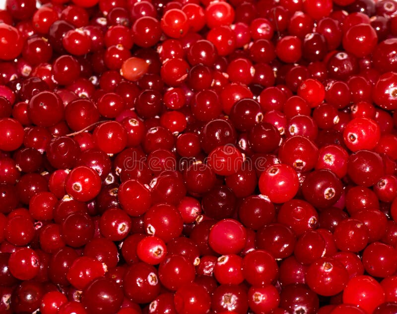 Red Ripe Cranberries.view Background Food Stock Photo - Image of tasty ...