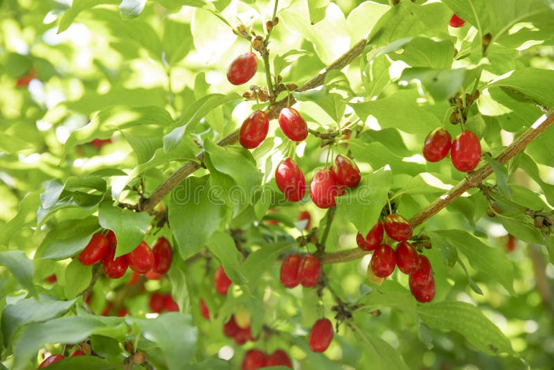 Red Ripe Dogwoods or Cornus Berries Growing in a Garden. Stock Photo ...