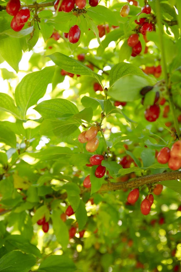 Red Ripe Dogwoods or Cornus Berries Growing in a Garden. Stock Image ...