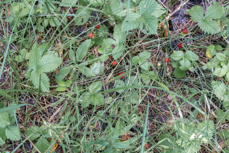 Red Ripe Forest Strawberries Hide in Tall Green Grass in Forest in ...