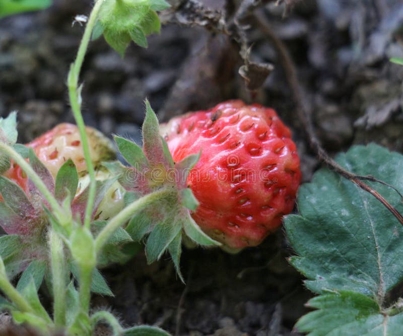 Red ripe fresh strawberry stock photo. Image of sweet - 72113442