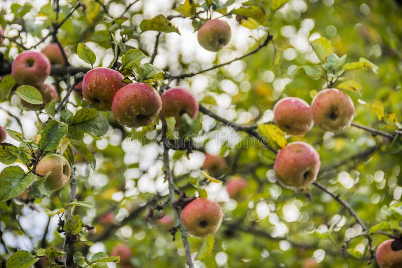 A Red Ripe Fruits of an Apple Tree Stock Image - Image of farm, harvest ...