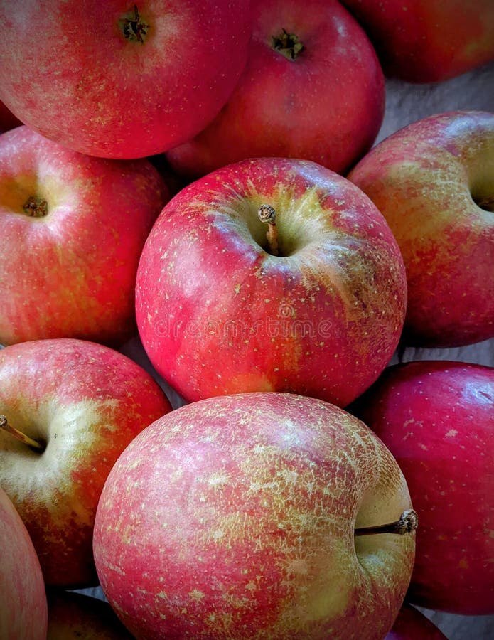Red Ripe Fuji Variety Apples Stock Image - Image of shape, painting ...