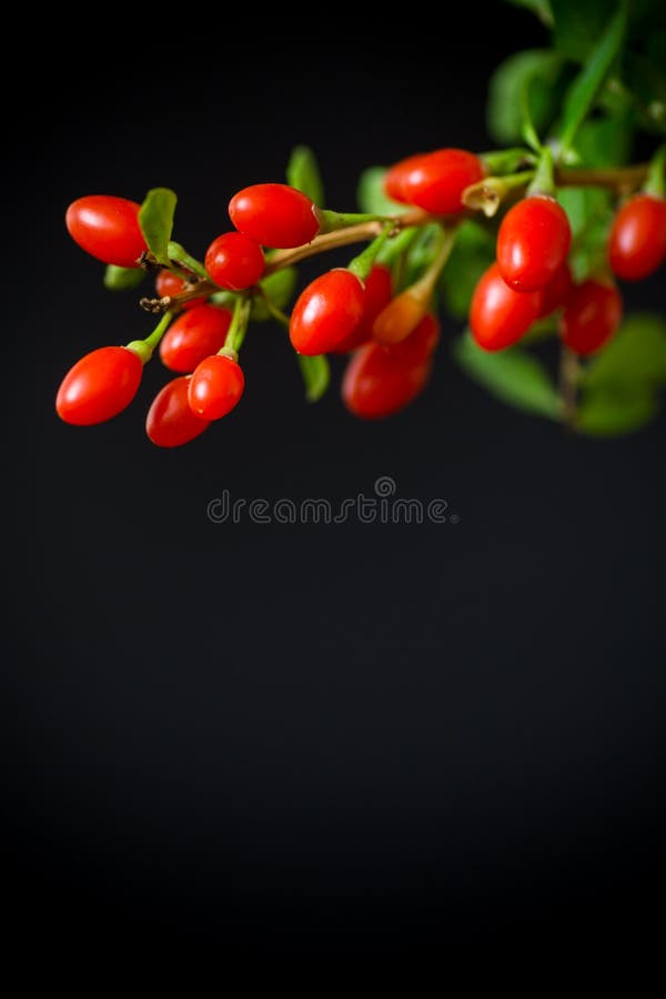 Red Ripe Goji Berry on a Branch Isolated on a Black Stock Image - Image ...