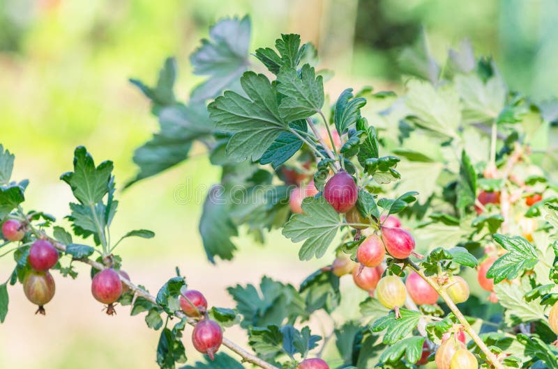 Red Ripe gooseberries stock photo. Image of berries, sour - 58369214