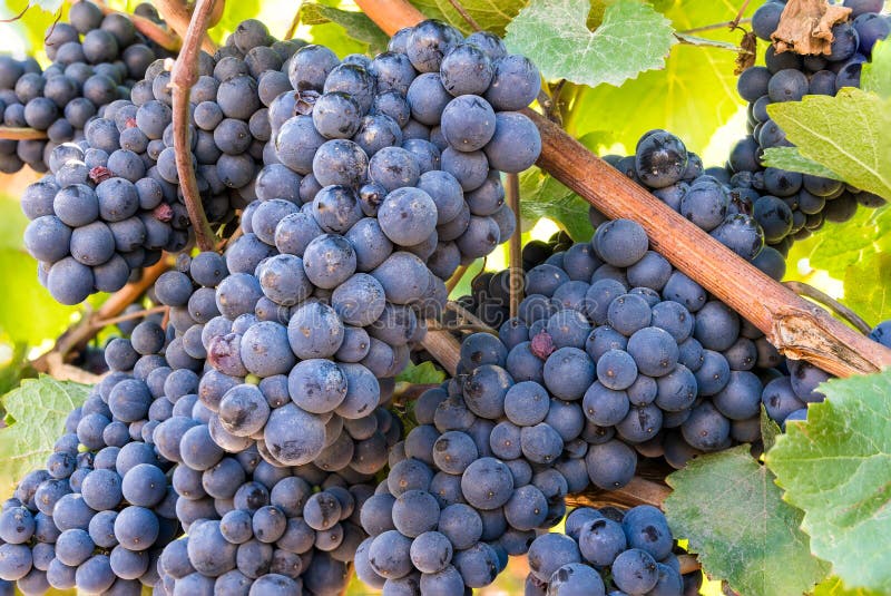 Red Ripe Red Grape Wine Clusters, Bunches on Vineyard Ready for ...