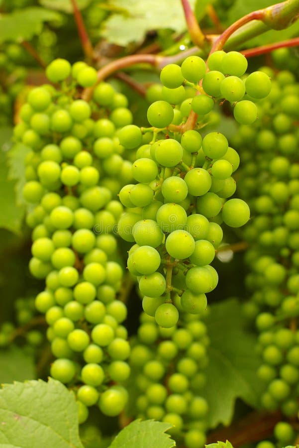 Red-ripe grapevine stock photo. Image of outdoors, freshness - 7315148