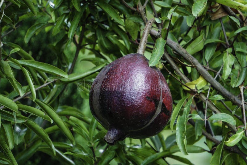 Pomegranate - Punica Granatum, Called Anar or Dalim or Bedana Fruit ...