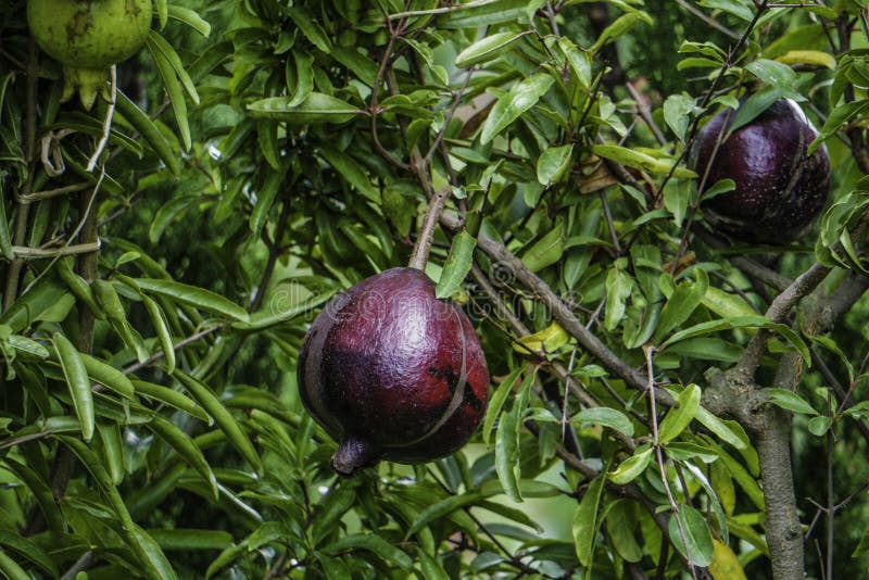 Pomegranate - Punica Granatum, Called Anar or Dalim or Bedana Fruit ...