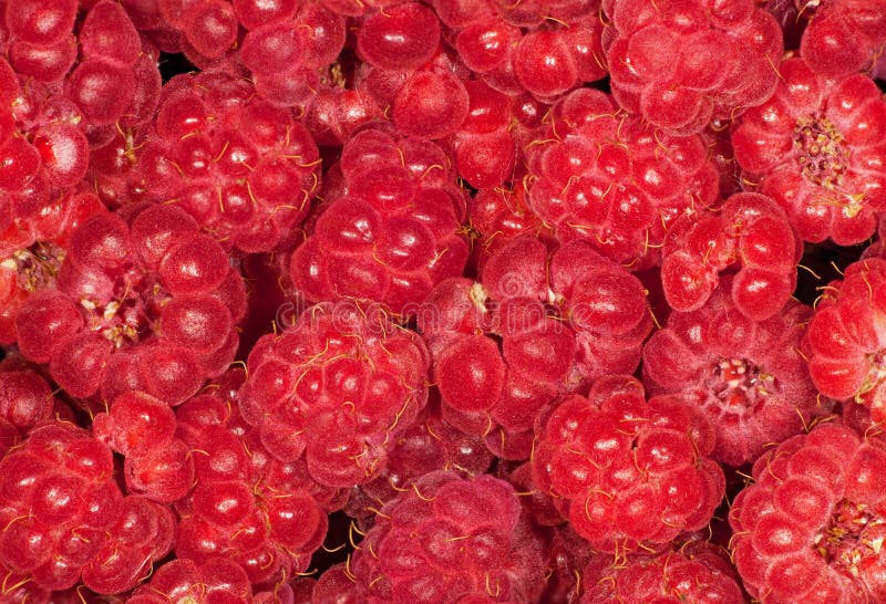 Ripe and red raspberries stock photo. Image of flora - 97983740