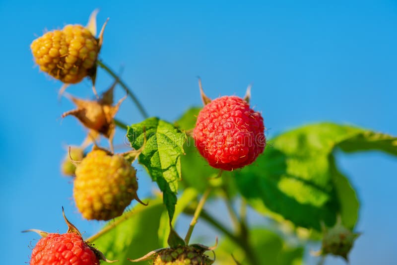 Red Ripe Raspberries in Garden. Fresh Raspberries Stock Photo - Image ...