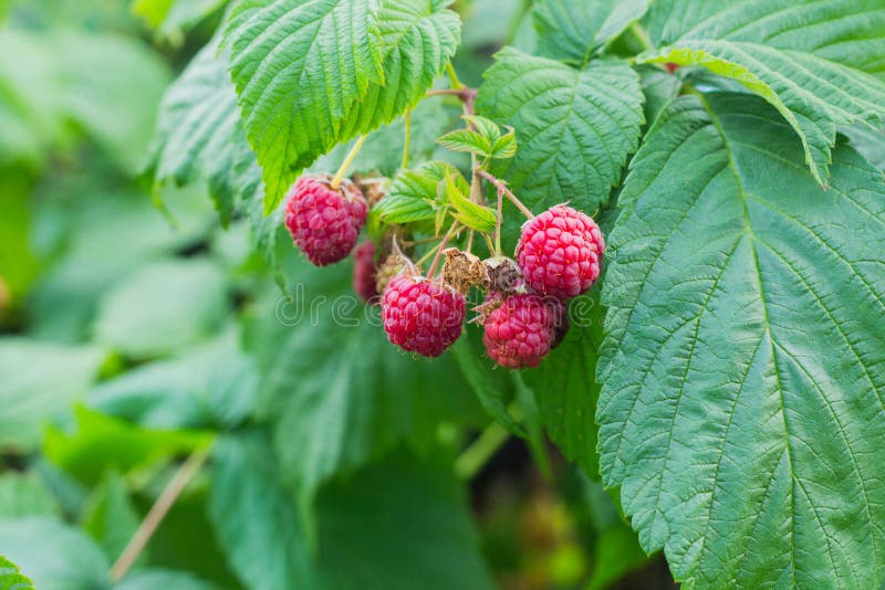Red Ripe Raspberries Grow on a Branch Stock Image - Image of leaf ...