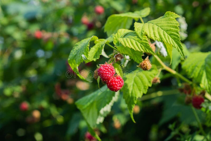 Red Ripe Raspberries Grow on a Branch Stock Image - Image of ...