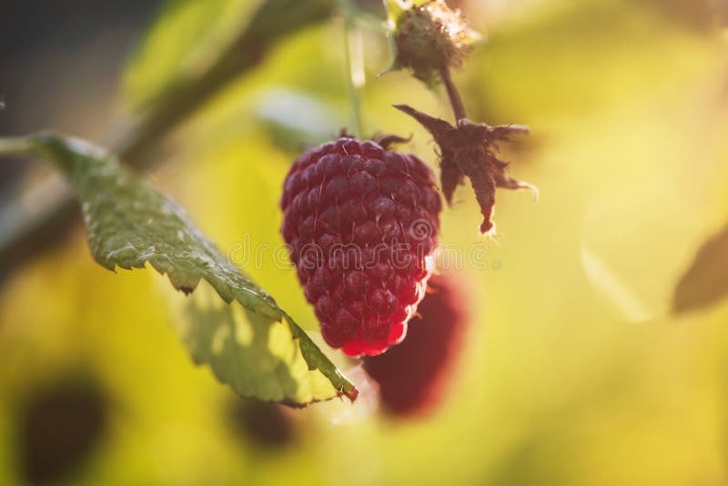 Raspberry Berries in Sunlight on a Bush. Red Ripe Raspberries Grow ...