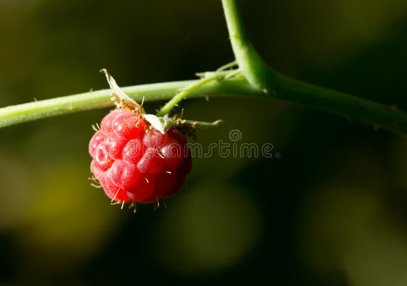Red Ripe Raspberries on Nature Stock Photo - Image of closeup, nature ...