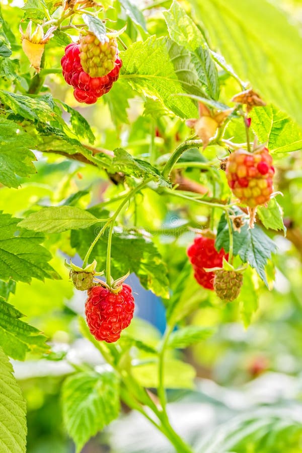 Red Ripe Raspberries in the Sunny Summer Garden, Backlit Stock Image ...