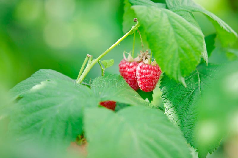 Red Ripe Raspberry Berries on the Branch Stock Photo - Image of berry ...