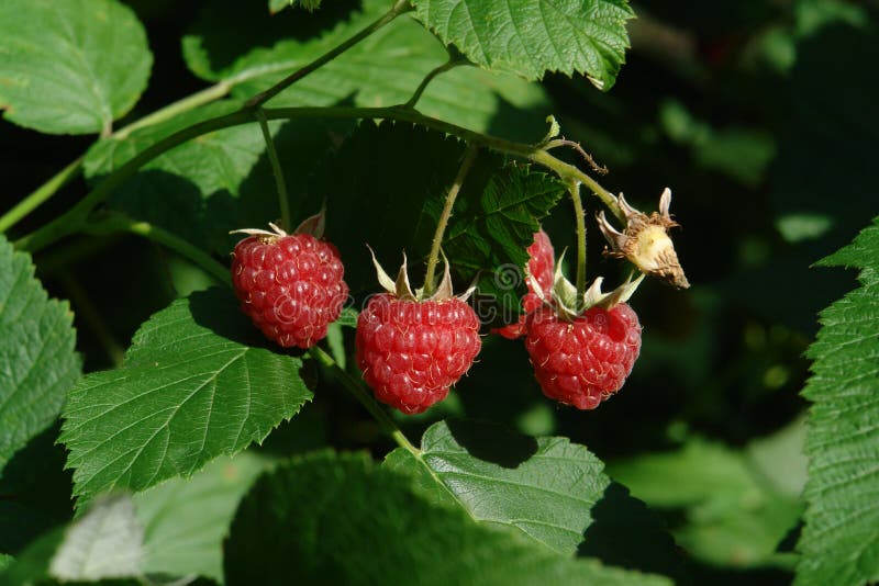 Red Ripe Raspberry Berries on a Branch in the Orchard Stock Image ...