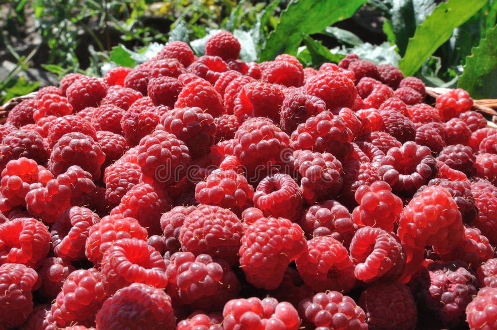 Red ripe raspberry stock image. Image of juicy, freshness - 52508647