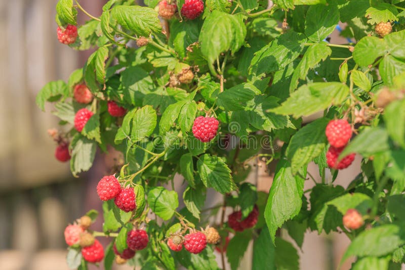 Red ripe raspberry stock image. Image of nature, bush - 92184483
