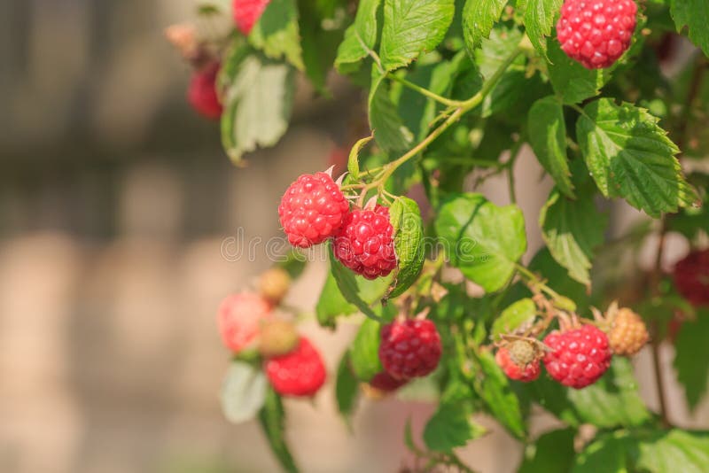 Red ripe raspberry stock image. Image of summer, raspberry - 92184519