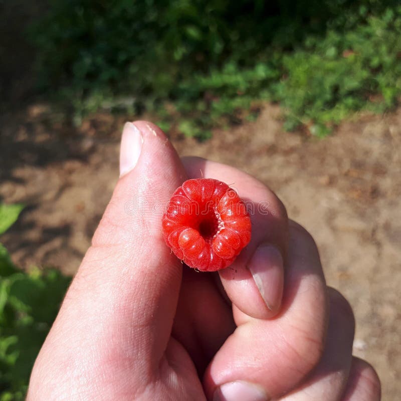 Red and Ripe Raspberry in Human Hand. Stock Photo - Image of organic ...