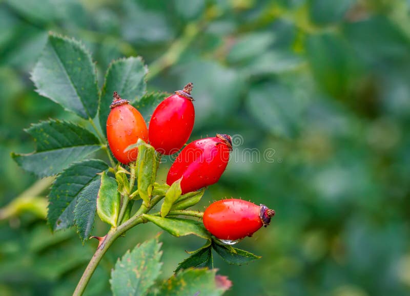 Red Ripe Rose Hips in the Garden Stock Image - Image of fruit, season ...