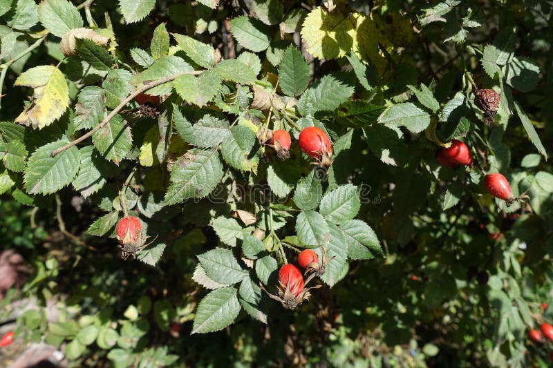 Red Rose Hips in the Leafage in September Stock Image - Image of fruit ...
