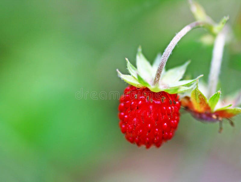 Red Ripe Strawberry Berry Close-up Stock Photo - Image of summer, close ...