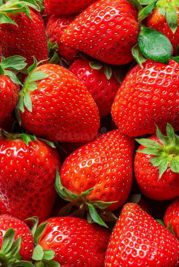 Red Ripe Strawberry Harvest Stock Image - Image of fruits, nature ...