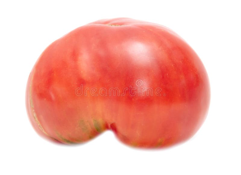 Ripe Tomato Fruits on the Plant. Stock Photo - Image of crop ...