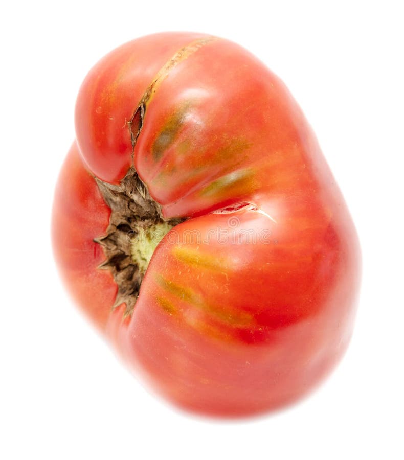 Ripe Tomato Fruits on the Plant. Stock Photo - Image of crop ...