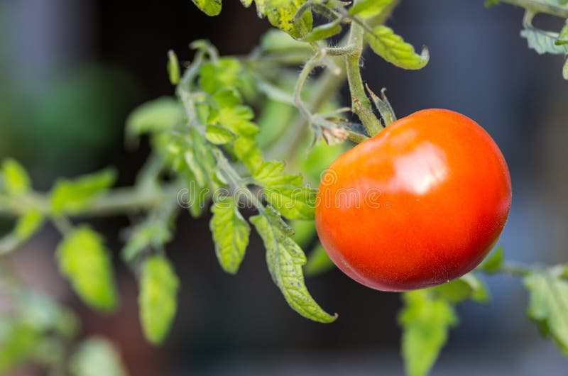 Red Ripe Tomato on the Vine Stock Image - Image of vegetables, plant ...