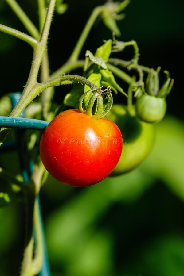 Red Ripe Tomato on the Vine Stock Image - Image of gardening, groceries ...