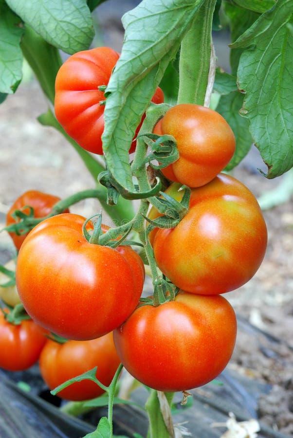 Red ripe tomatoes stock photo. Image of dining, food - 15412508