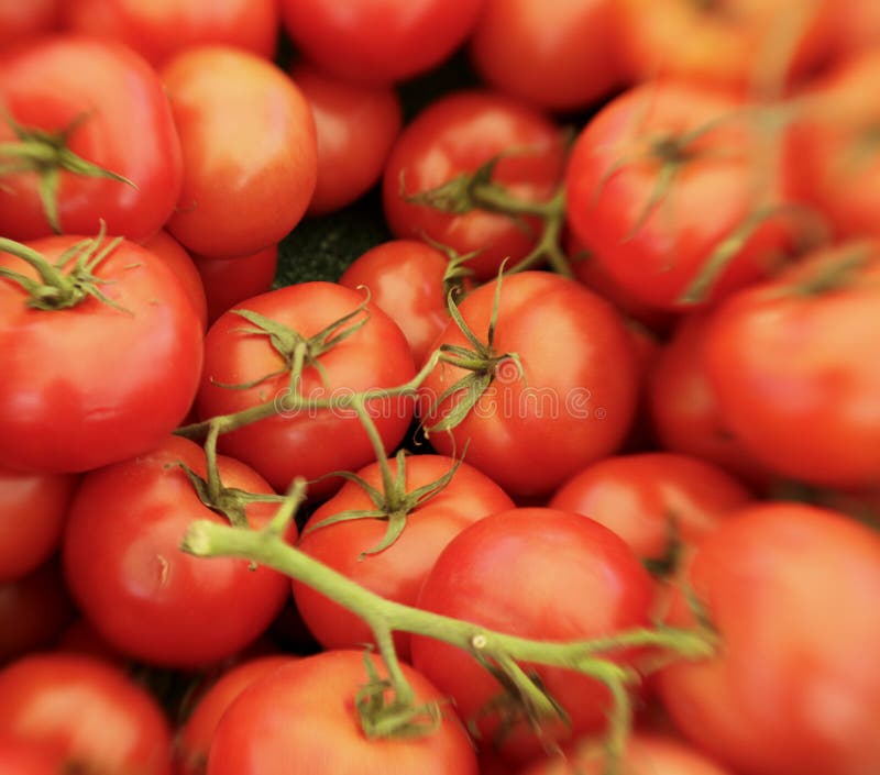 Red, Ripe Tomatoes stock photo. Image of ripe, california - 37630714
