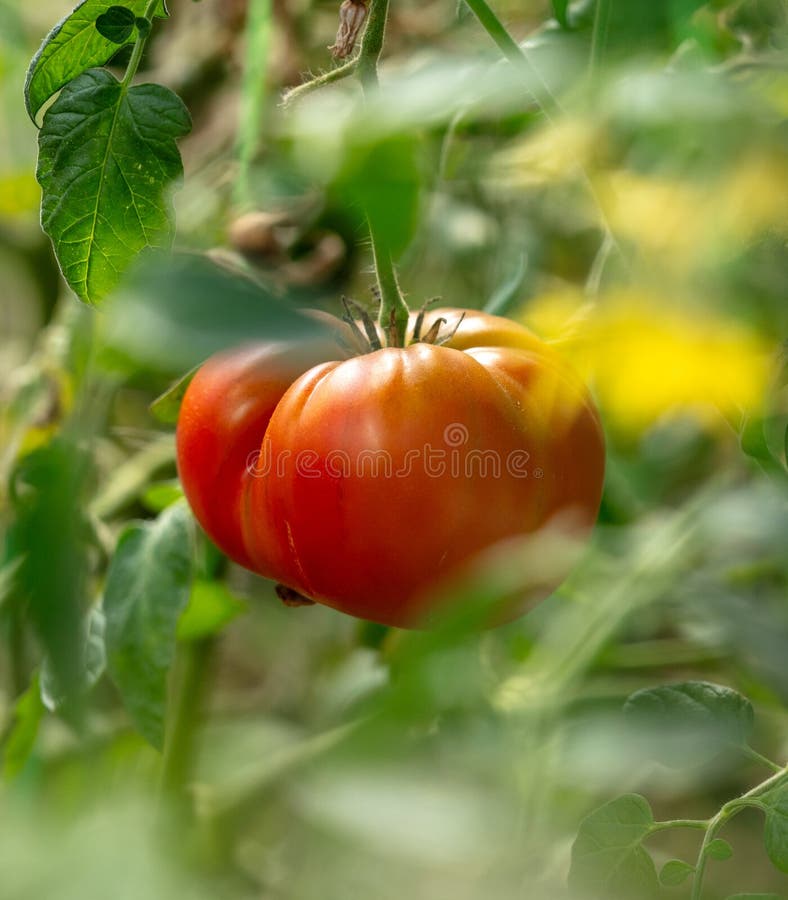 Red Ripe Tomatoes Growing in the Garden Stock Photo - Image of ...