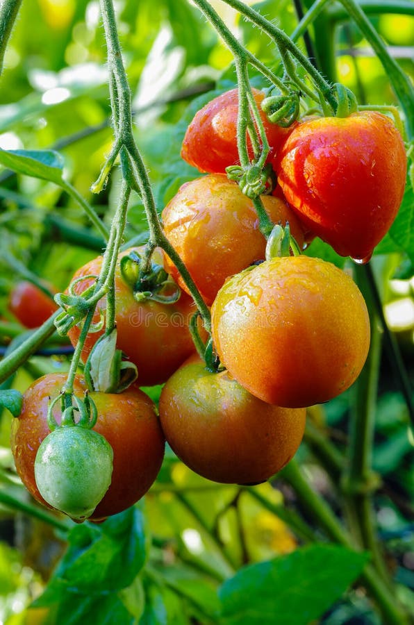 Red Ripe Tomatoes on the Vine Stock Photo - Image of vine, vegetables ...