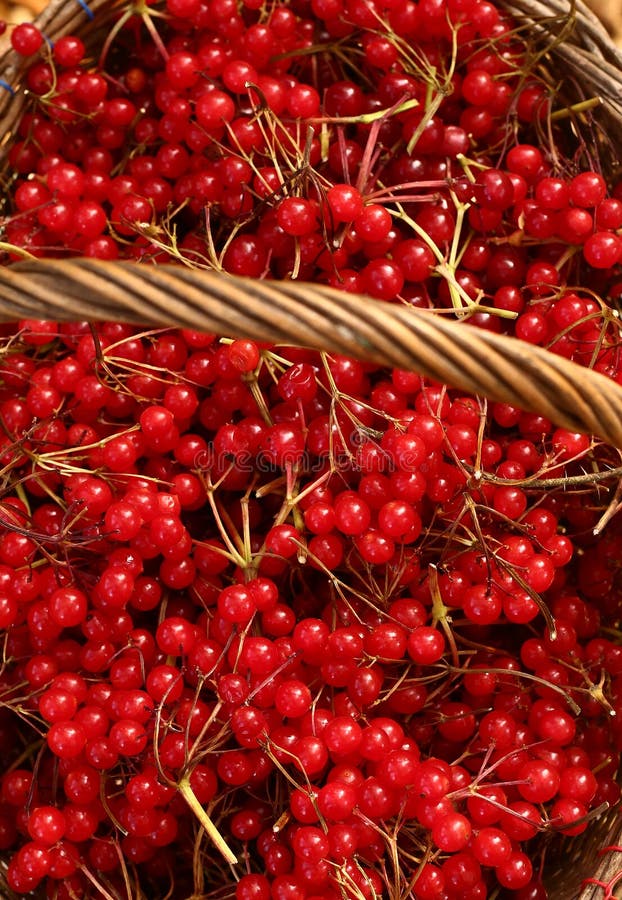 Red Ripe Viburnum Berries in the Basket Stock Image - Image of leaf ...