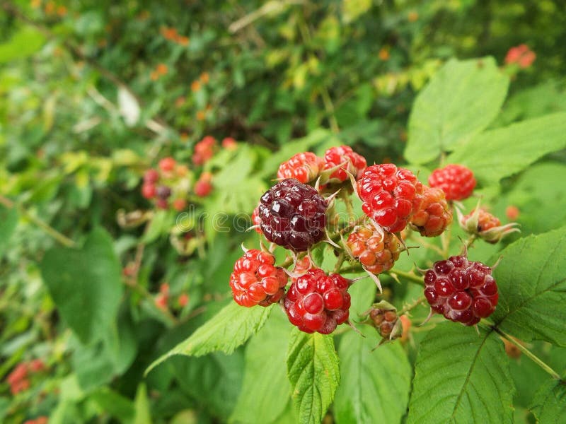 Red Ripening Black Raspberries Picture. Image: 86243679